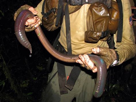 African Giant Earthworm
