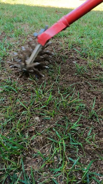 Germinating Grass Seed Новости России и мира сегодня