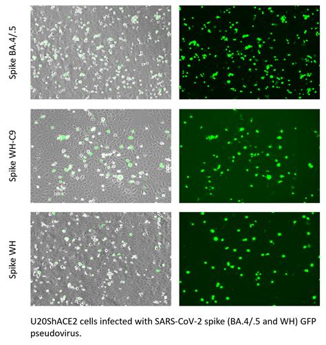 Sars Cov 2 Spike Vsv Based Pseudovirus Genvira