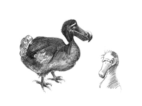 O Dodô A História De Um Pássaro Extinto Meus Animais