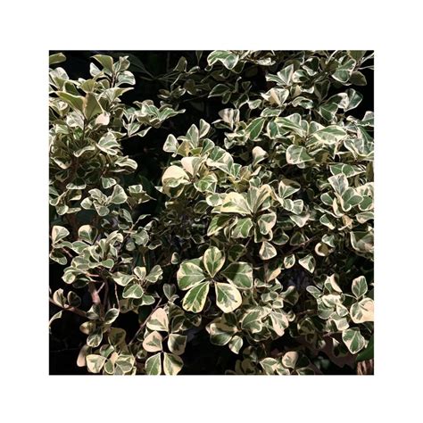 Ficus Triangularis Bonsai Beginners Guide