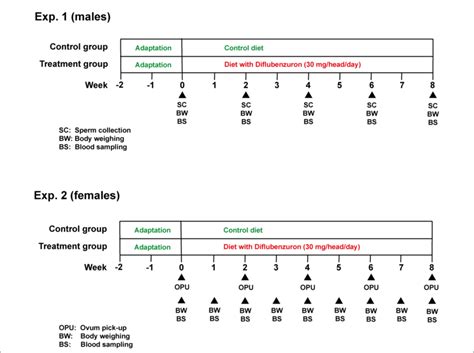 FIGURE E Experimental Design Used In Experiments S Males And D Females Download