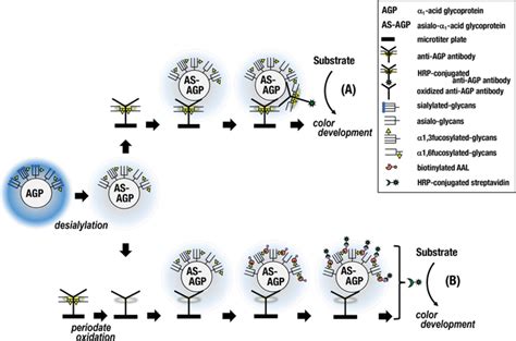 岩藻糖基化的α1 酸糖蛋白作为生物标志物，可预测肺癌患者进行肿瘤免疫治疗后的预后。 Scientific Reports X Mol