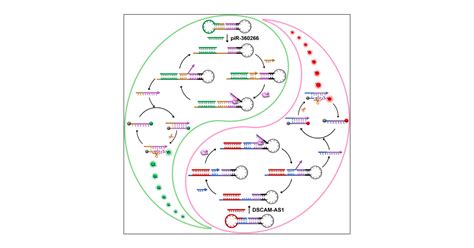 A Programmable Automatic Cascade Machinery For Single Molecule Profiling Of Multiple Noncoding