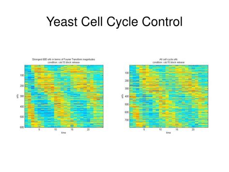 Ppt Network Dynamics Of Budding Yeast Cell Cycle Powerpoint