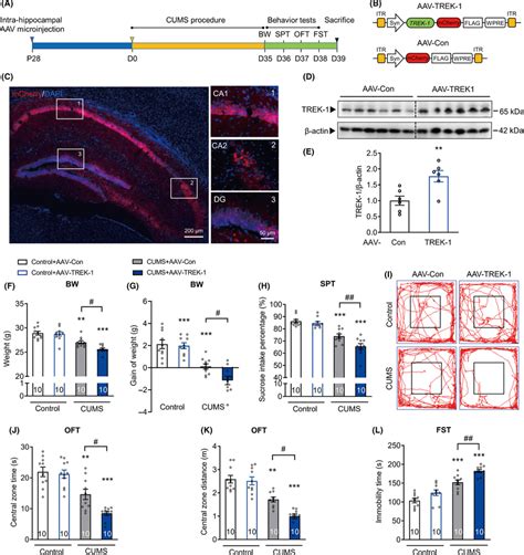 Neuron‐specific Overexpression Of Trek‐1 In The Mouse Hippocampus Download Scientific Diagram