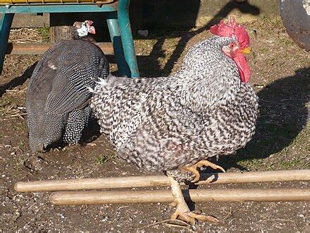 List Of Chicken Breeds Wikipedia