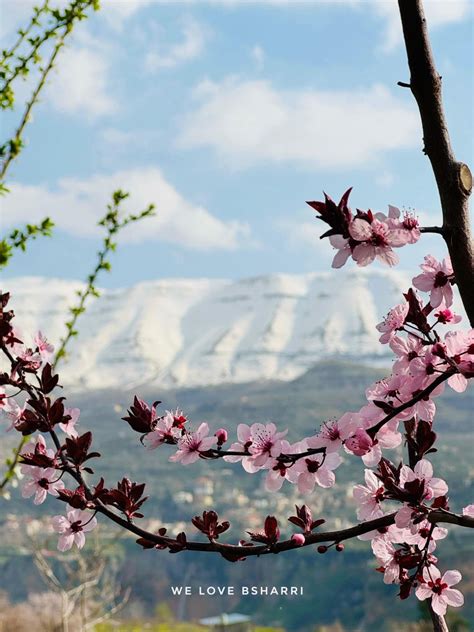 Bachir Tawk On Linkedin Spring Bsharri Lebanon 12 Comments