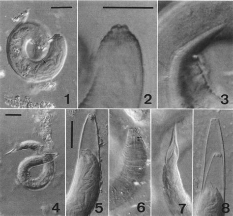 Unwelcome Guests Coextinction Of Parasites — The Extinctions