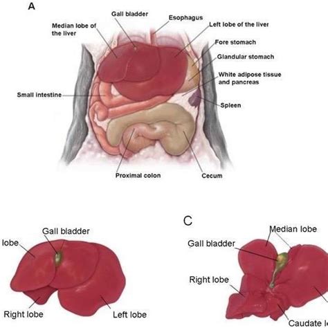 Anatomy Of Bile Duct Portal Vein And Hepatic Artery In Mice For