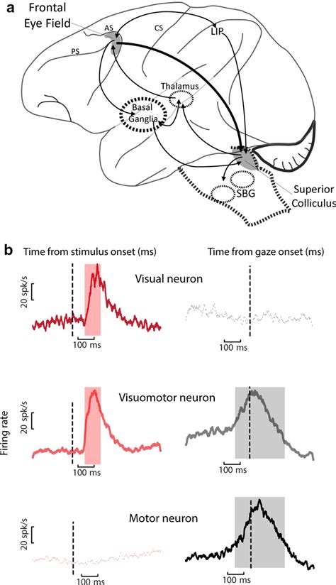 Schematic Of Key Areas In Dorsal Visual Pathway And Representative Download Scientific Diagram