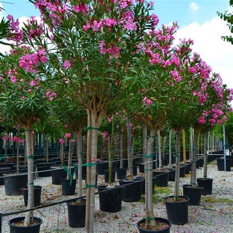 Nerium Oleander Trees With Pink Flowers Acacia Salicina Tree