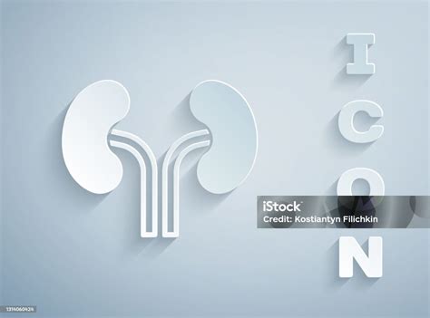 종이 는 회색 배경에 고립 된 인간의 신장 아이콘을 잘라 종이 아트 스타일 벡터 3차원 형태에 대한 스톡 벡터 아트 및 기타 이미지 3차원 형태 아이콘 콩팥 내부