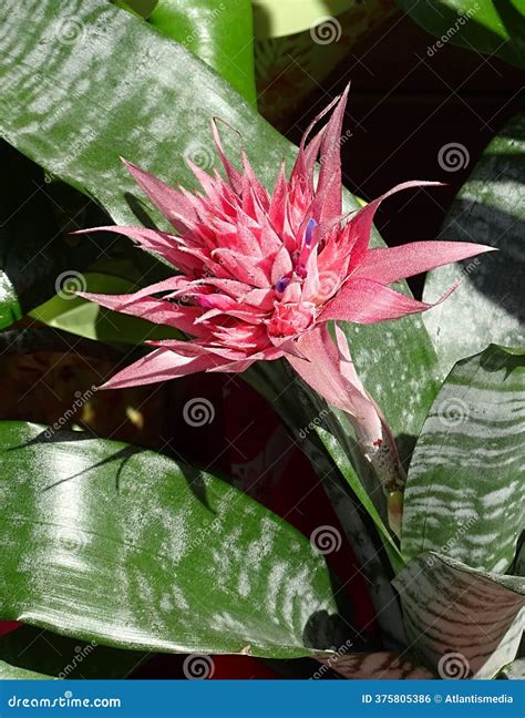 Aechmea Fasciata Planted On Dead Timber And A Green Background Royalty