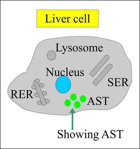 Sgot Aspartate Aminotransferase Ast Glutamic Oxaloacetic