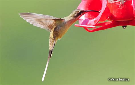 Great Billed Hermit Phaethornis Malaris Peru Aves