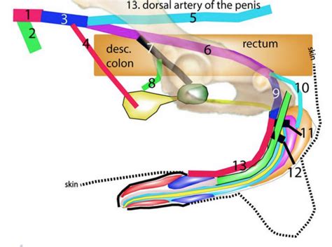 Arteries Of The Male Reproductive System Diagram Quizlet