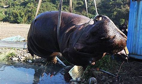 Crying Hippo Found In Road Dropped Again And Dies From Injuries Taiwan