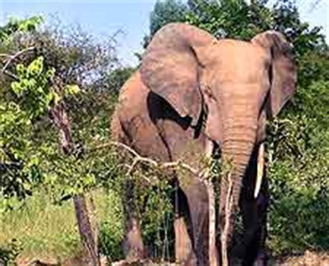 Kakum National Park Elephants