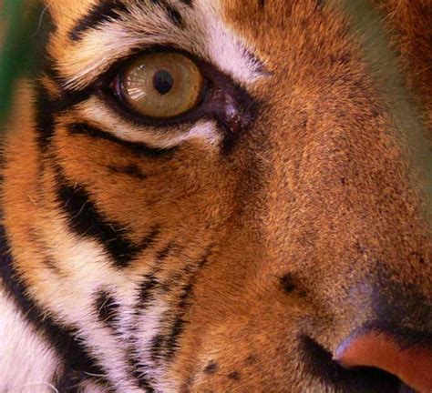 Jessica Zepeda Tiger