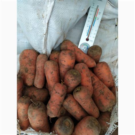 Продам морковь оптом — Agro Uzbekistan