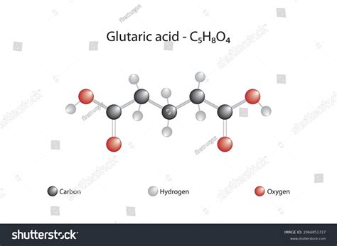Molecular Formula Glutaric Acid Glutaric Acid Stock Vector Royalty