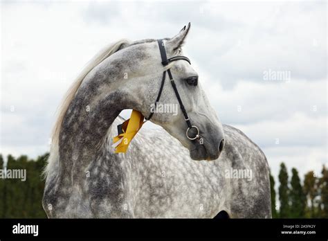 Dapple Grey Andalusian