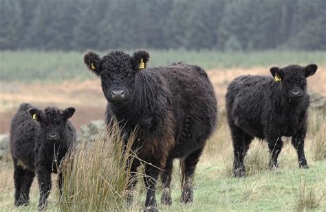Galloway Cattle Info Size Lifespan Uses And Pictures