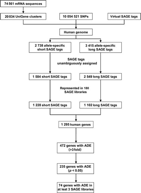 Representation Of The Computational Approach Used For The Download Scientific Diagram
