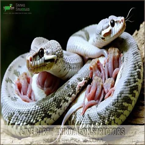 Boa Constrictor Babies Surprising Facts And Reproduction Secrets