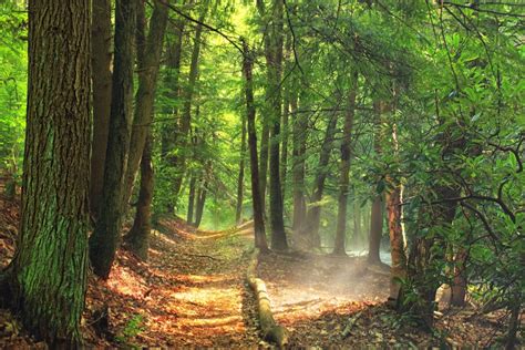 Imagem Gratuita Madeira árvore Paisagem Natureza Folha Amanhecer