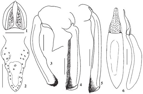 Phaedis Choui Sp Nov 1 Mentum 2 Prosternal Process 3 Protibia Download Scientific
