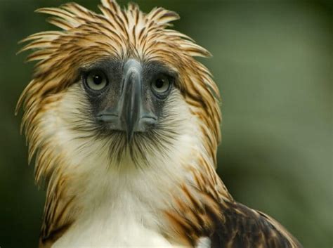 New Map Boosts Philippine Eagle Population Estimate But Highlights Threats