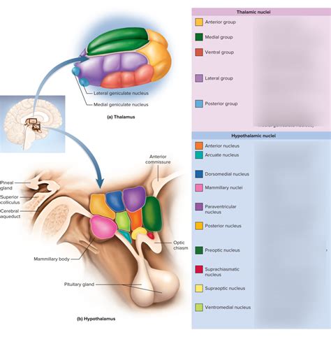 Basal Nuclei Diagram Quizlet