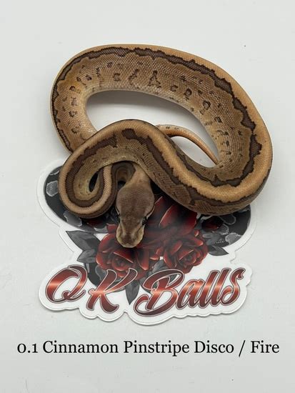 Phantom Firedisco Ball Python By Okballs