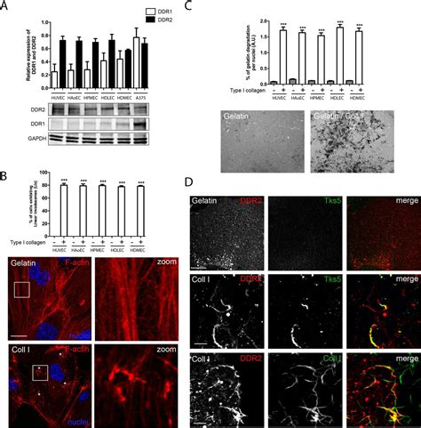 Bsa Cell Signaling Technology Inc Bioz