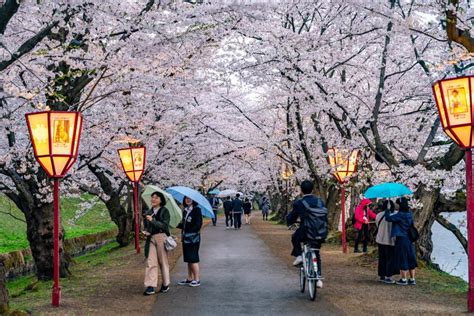 Hirosaki Park Cherry Blossoms Matsuri Festival In Springtime Season