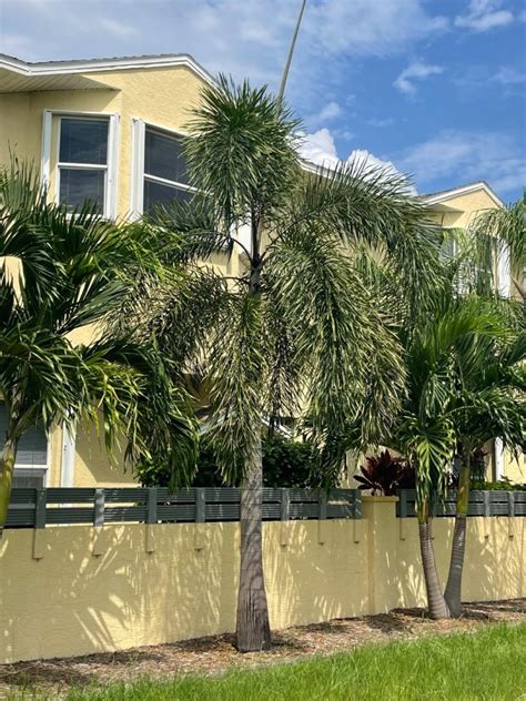 Trunk Splitting On Mature Foxtail Palms Discussing Palm Trees