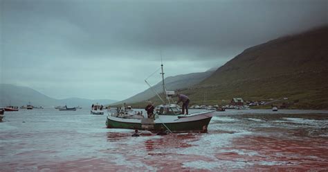 «grindadrap Caryl Ferey En Apnée Aux îles Féroé Libération