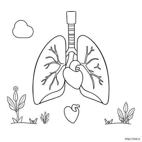Sistema Respiratorio Para Colorear