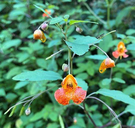 Flowering Plants Discover Local Flora Today — Friends Of Blackwater