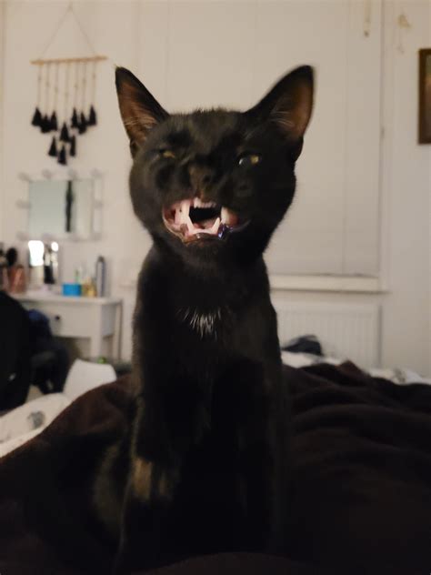 Void Caught Mid Yawn Rscrungycats