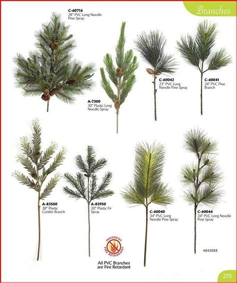 Types Of Pine Trees Sharpjoker