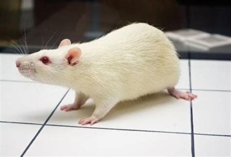 A Birds Eye View Of Animals In Psychology Bps
