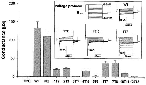 Two Electrode Voltage Clamp Experiments Of Xenopus Oocytes Expressing