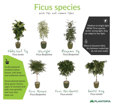 Ficus Facts And Care Plantopia Indoor Plant Service
