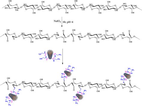Schematization Of The Cellulose Oxidation In The Presence Of Sodium