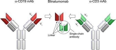 Generation And Structure Of Blinatumomab Download Scientific Diagram