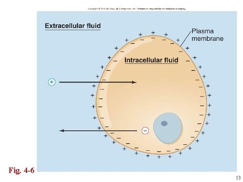 Chapter Lecture Outline Movement Across Cell Membranes