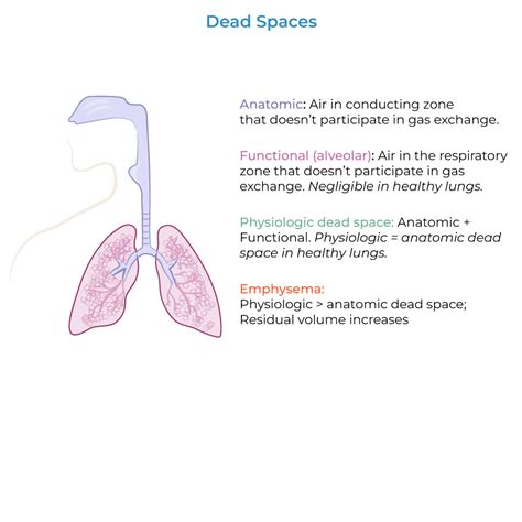 Physiology Glossary Lung Volumes And Capacities Ditki Medical